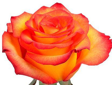 Ecuadorian Roses Starting @ 19.99 USD | Wholesale | Excellent Florists